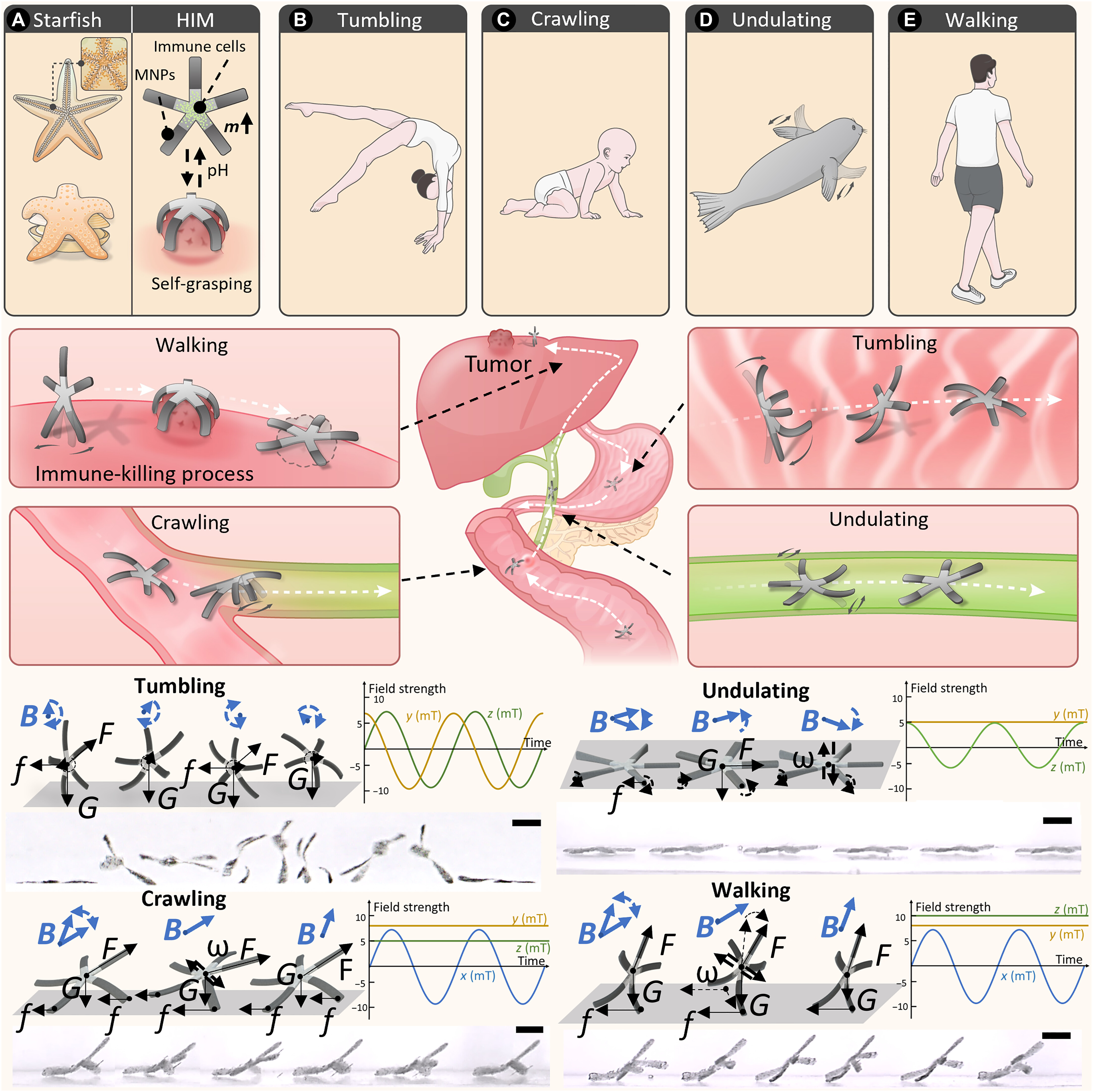 Ultrasoft hydrogel immune millirobot with multimodal locomotion | Micro ...