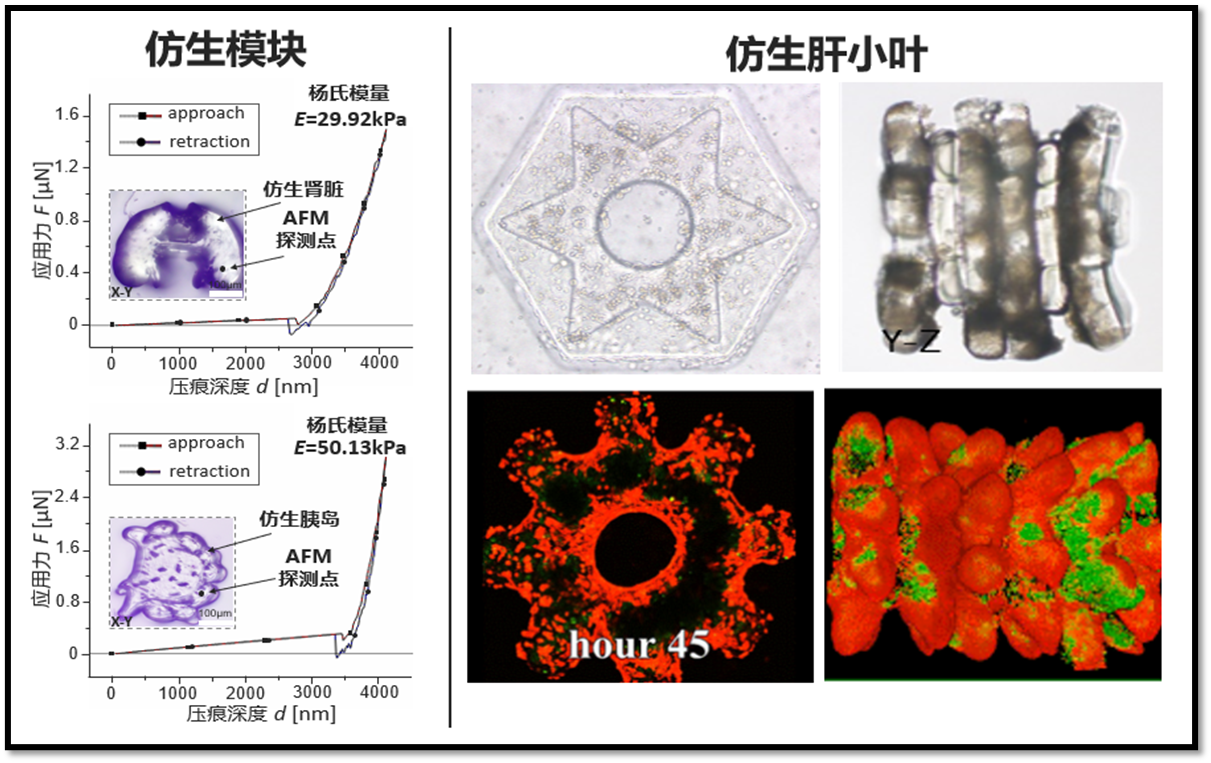 Dynamic 4D Manufacturing of Organoids | Micro Nano Robotics Lab